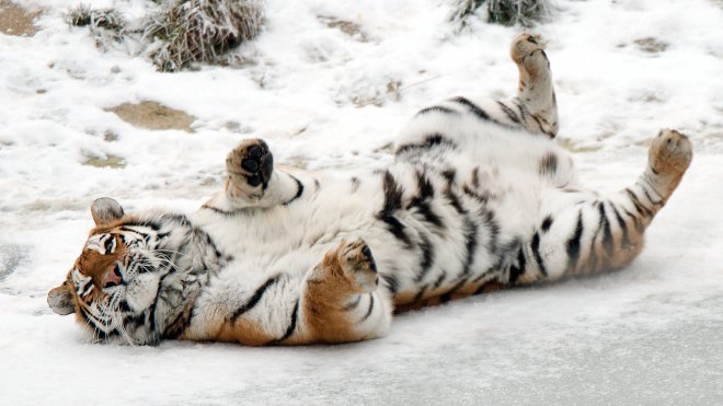 tiger-show « Animal Training & Research International Center