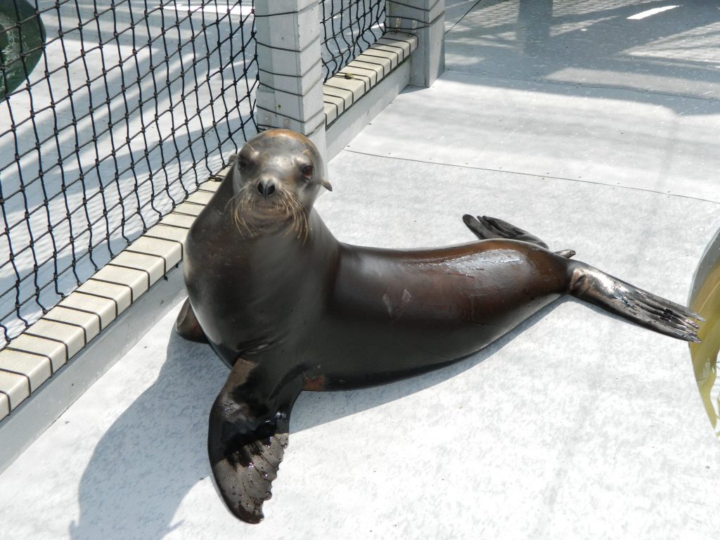 Pinnipeds « Animal Training & Research International Center