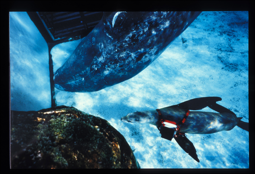 Sea Lion Ocean Researchers « Animal Training & Research International ...